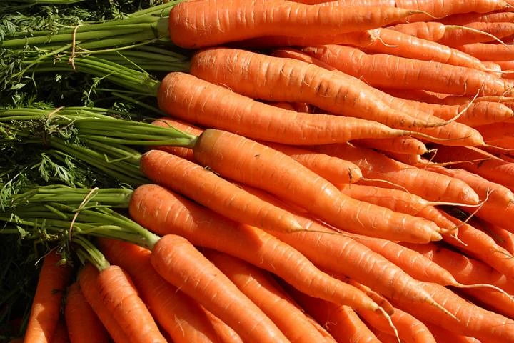 Carrots (the true enemy!!!!!!!) | Thefruit Wikia | Fandom
