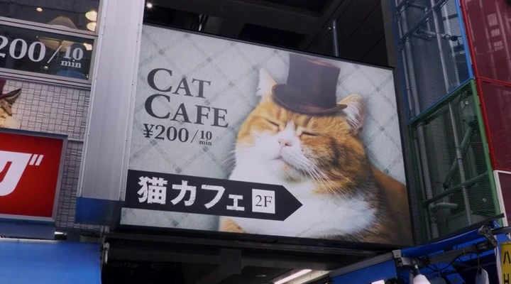 Cat Cafe | Fuller House Wikia | Fandom