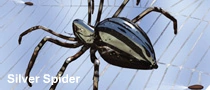 Silver Spider | The future is wild wiki | Fandom