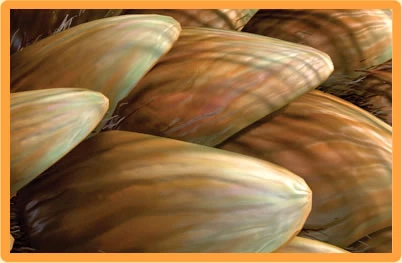 Grassland Rattleback | The future is wild wiki | Fandom