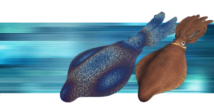 Rainbow Squid | The future is wild wiki | Fandom