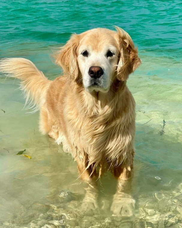 Hopper | The Golden Ratio Wiki | Fandom