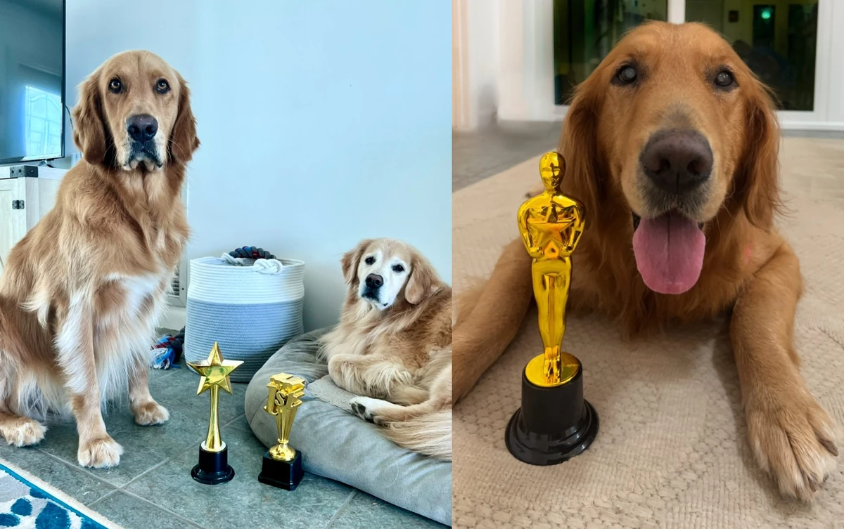 Awards | The Golden Ratio Wiki | Fandom