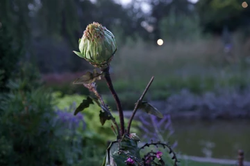 Merriwick Flower - Home Alqu
