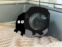 SCP 0121 (Keter) | TheGuineaFoundation Wiki | Fandom