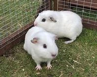 SCP A11 (Euclid) | TheGuineaFoundation Wiki | Fandom