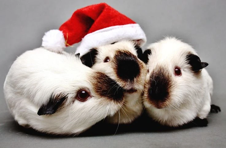 SCP 11X1 (Mucitial) | TheGuineaFoundation Wiki | Fandom