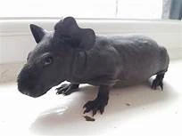 SCP 5687 (Demial) | TheGuineaFoundation Wiki | Fandom