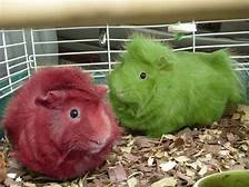 SCP 6436 (Euclid) | TheGuineaFoundation Wiki | Fandom