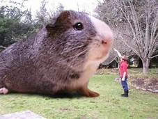 SCP 7612 (Keter) | TheGuineaFoundation Wiki | Fandom