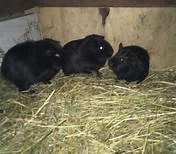 SCP 7111-J (Keter) | TheGuineaFoundation Wiki | Fandom