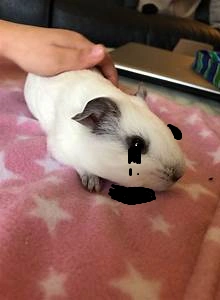 SCP 6686 (Keter) | TheGuineaFoundation Wiki | Fandom