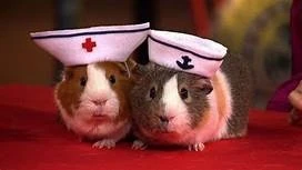 SCP 7377 (Safe) | TheGuineaFoundation Wiki | Fandom