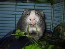 SCP 6366-2 (Euclid) | TheGuineaFoundation Wiki | Fandom