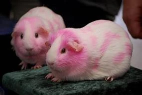 SCP 8976 (Euclid) | TheGuineaFoundation Wiki | Fandom