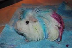 SCP 9854 (Safe) | TheGuineaFoundation Wiki | Fandom