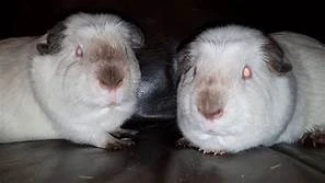 SCP 5439 (Keter) | TheGuineaFoundation Wiki | Fandom