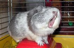 SCP 6975 (Euclid) | TheGuineaFoundation Wiki | Fandom