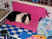 SCP 9878 (Keter) | TheGuineaFoundation Wiki | Fandom