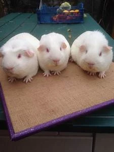 SCP 4XX (Tembial) | TheGuineaFoundation Wiki | Fandom