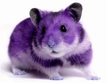 SCP 7988 (Safe) | TheGuineaFoundation Wiki | Fandom