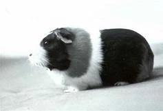 SCP 7824 (Euclid) | TheGuineaFoundation Wiki | Fandom