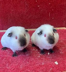 SCP 5489 (Apollyon) | TheGuineaFoundation Wiki | Fandom