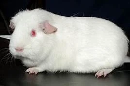 SCP 0111 (Gulu) | TheGuineaFoundation Wiki | Fandom