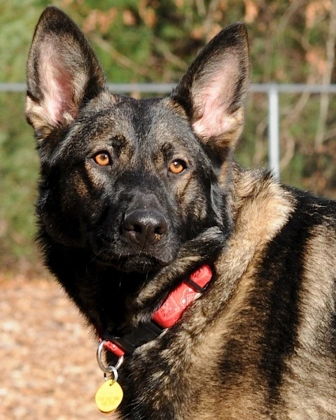 Jagger | The Harry Potter Mafia Wiki | Fandom