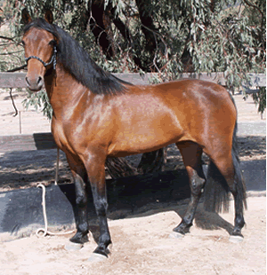 Morgan | The Horse Breed Wiki | Fandom