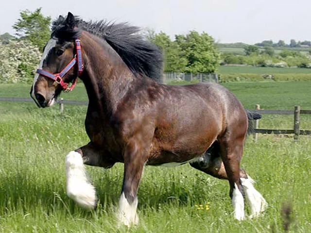 Shire | The Horse Breed Wiki | Fandom