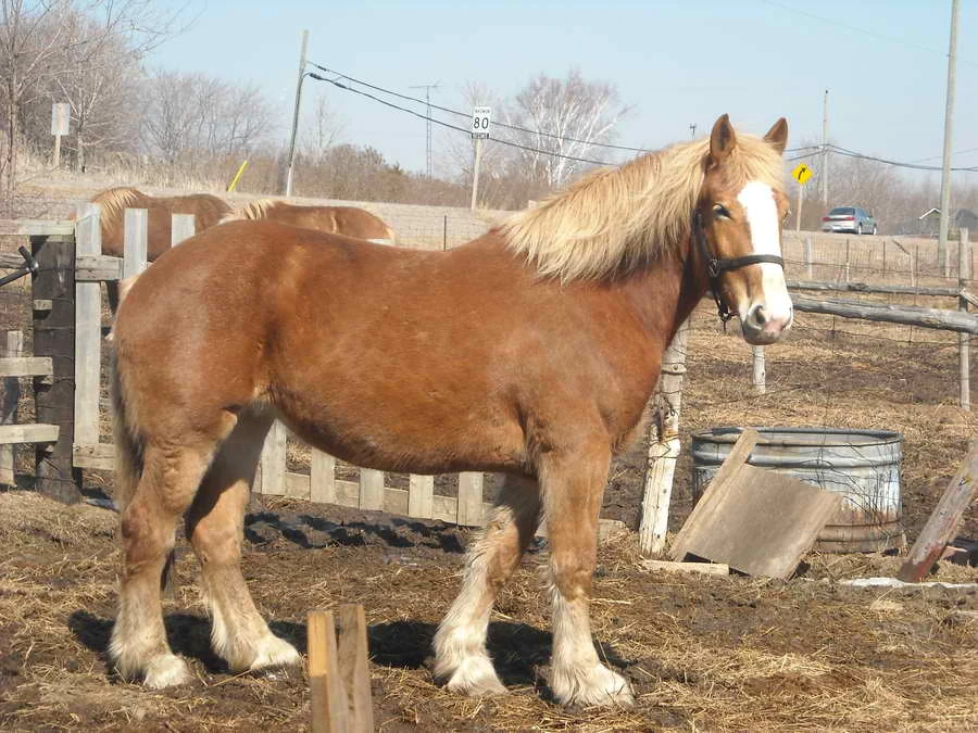 Belgian Draft Horse | The Horse Breed Wiki | Fandom