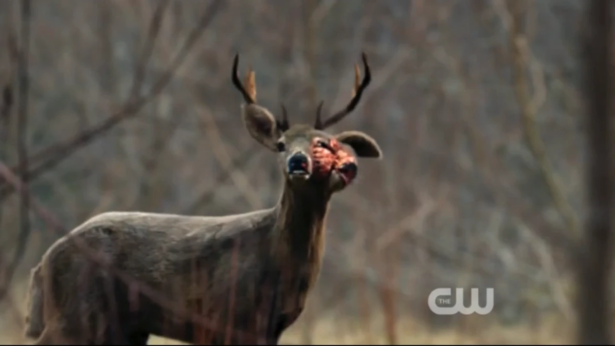 Real Animal Mutations