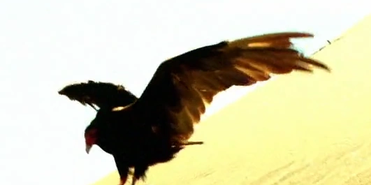 Animals | The 100 Wiki | Fandom