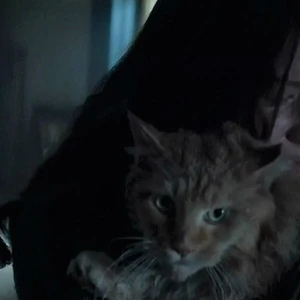 does katniss keep buttercup