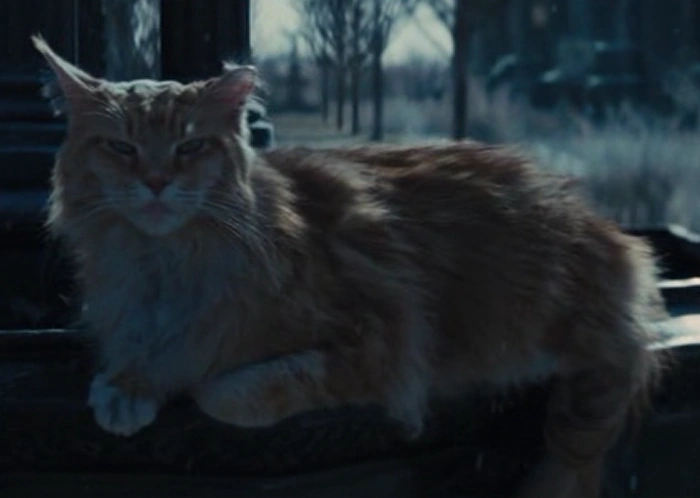 Buttercup | Wiki The Hunger Games | Fandom