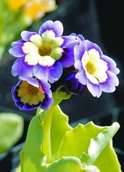 Flowers | The Hunger Games Wiki | Fandom