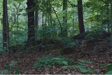 74th Hunger Games Arena Visual Guide