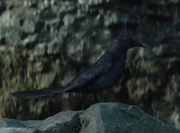 Mockingjay (bird) | The Hunger Games Wiki | Fandom