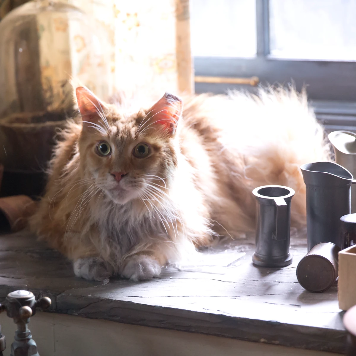 Domesticated animals | The Hunger Games Wiki | Fandom
