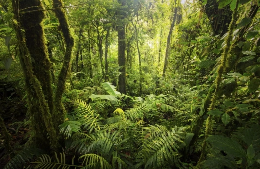 Guides/Arena Design | The Hunger Games Fanon Wiki | Fandom