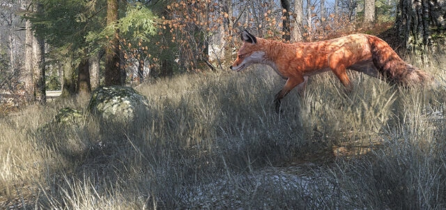 Renard roux | Wikia TheHunter | Fandom