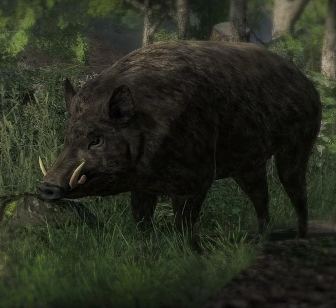 Cerdo Salvaje | Wiki TheHunter | Fandom