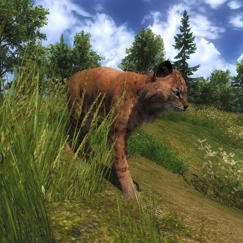 Lynx roux | Wikia TheHunter | Fandom