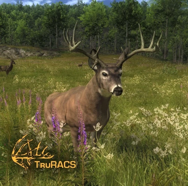 Monstruosos Ciervos De Cola Blanca Típicos