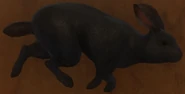 European Rabbit | TheHunter: Call of the Wild Wiki | Fandom