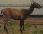 Barasingha | TheHunter: Call of the Wild Wiki | Fandom