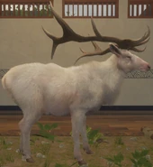 Manitoban Elk | TheHunter: Call of the Wild Wiki | Fandom