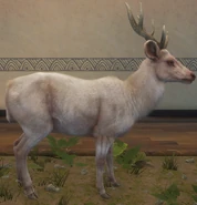 Javan Rusa | TheHunter: Call of the Wild Wiki | Fandom