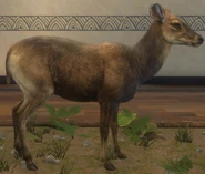 Javan Rusa | TheHunter: Call of the Wild Wiki | Fandom